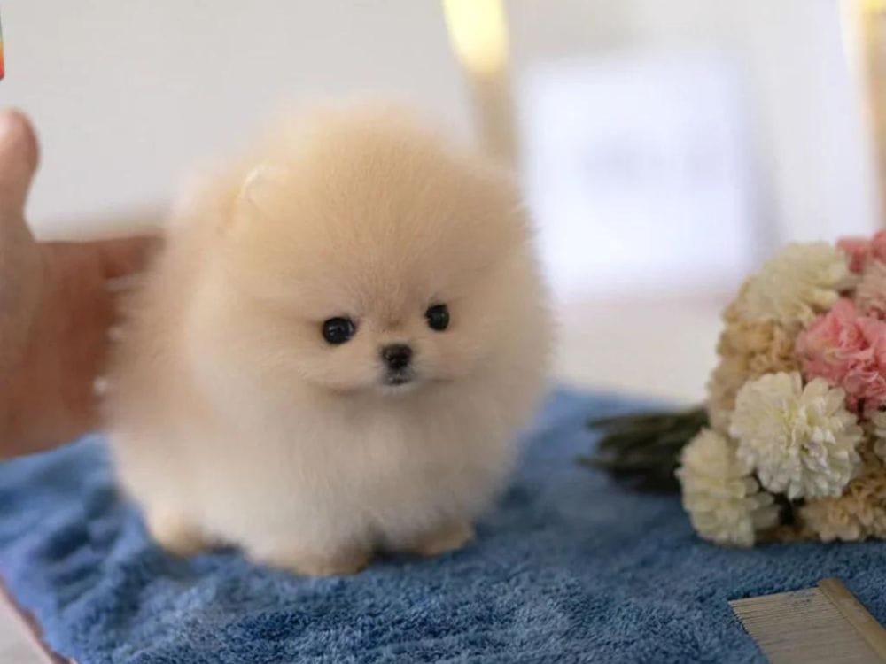 Teacup Puppies For Sale 100